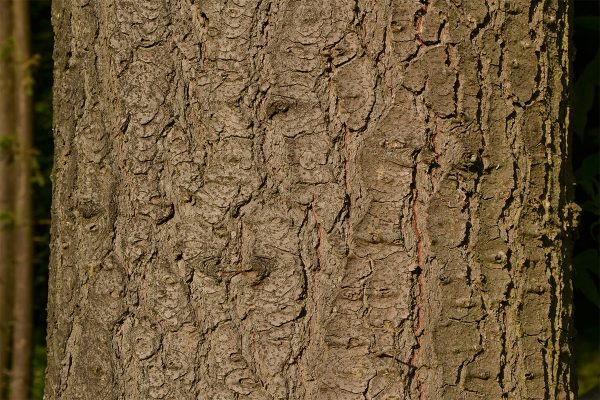 Die Weißtanne (Abies alba MILL.)
